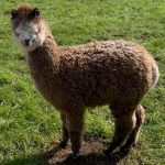 Lowlands Farm Alpacas - Alpaca walking & Experiences