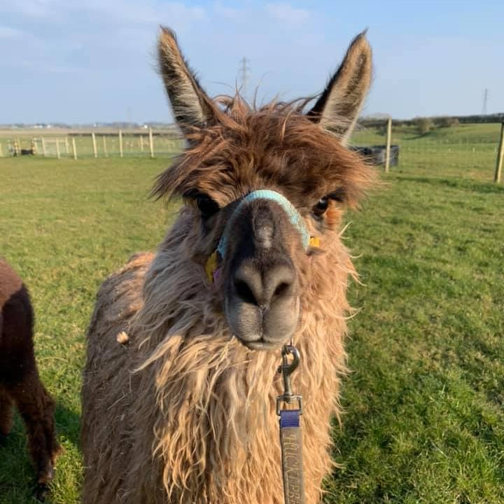 Lowlands Farm Alpacas - Alpaca walking & Experiences