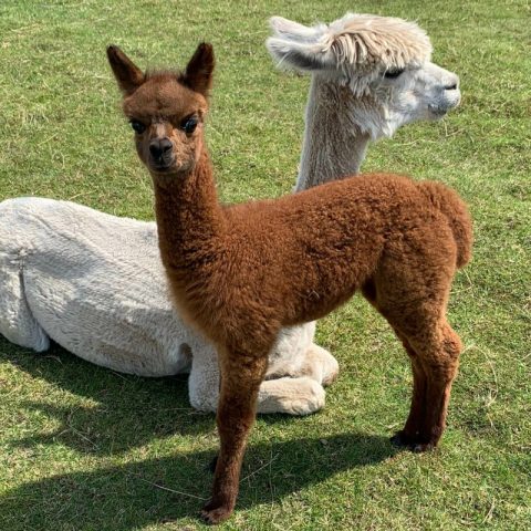 Lowlands Farm Alpacas - Alpaca walking & Experiences