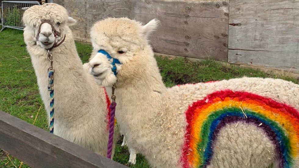 Lowlands Farm Alpacas - Alpaca walking & Experiences