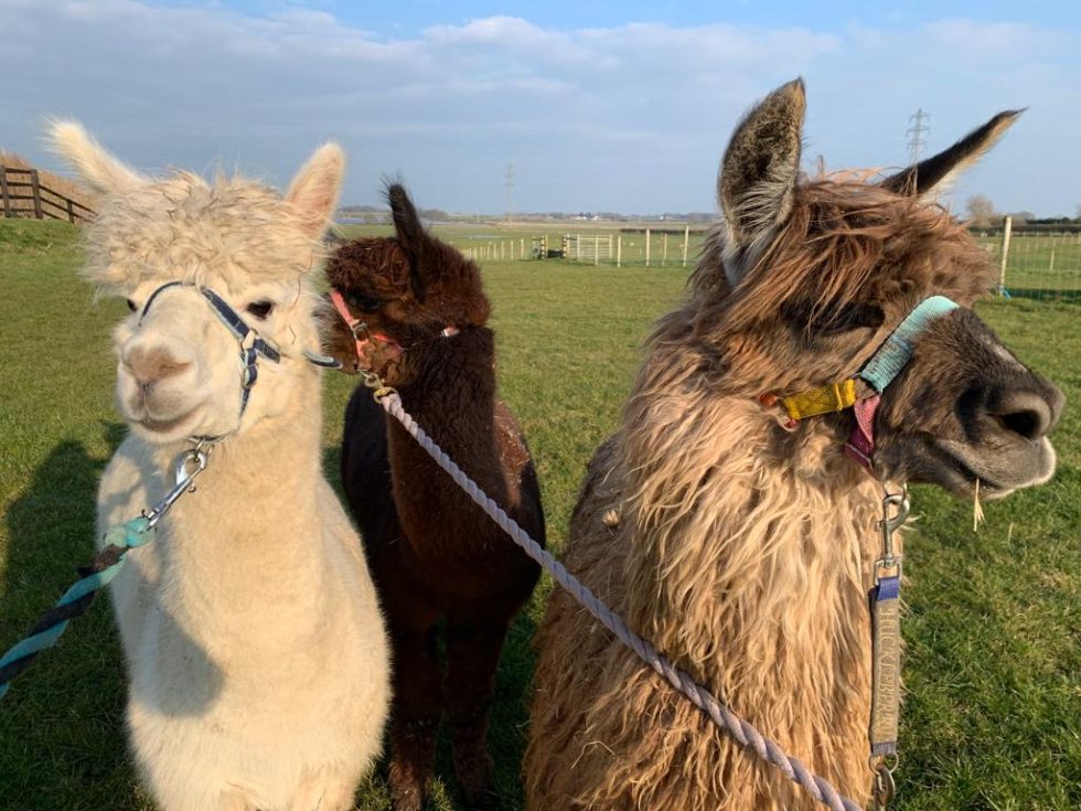 Lowlands Farm Alpacas - Alpaca walking & Experiences