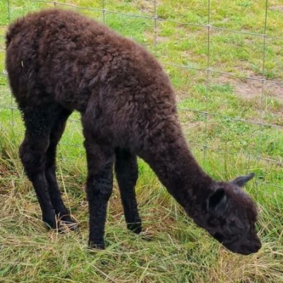 Lowlands Farm Alpacas - Alpaca walking & Experiences