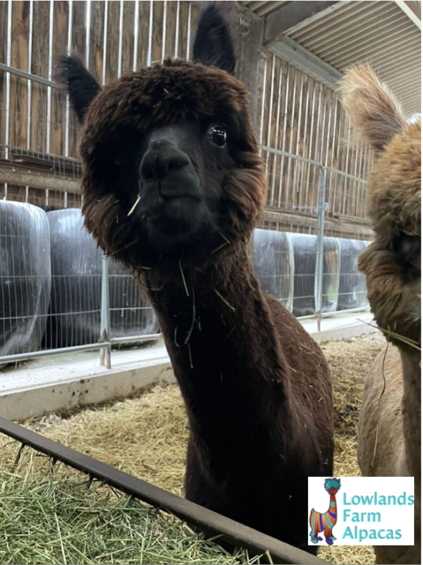 Lowlands Farm Alpacas - Alpaca walking & Experiences