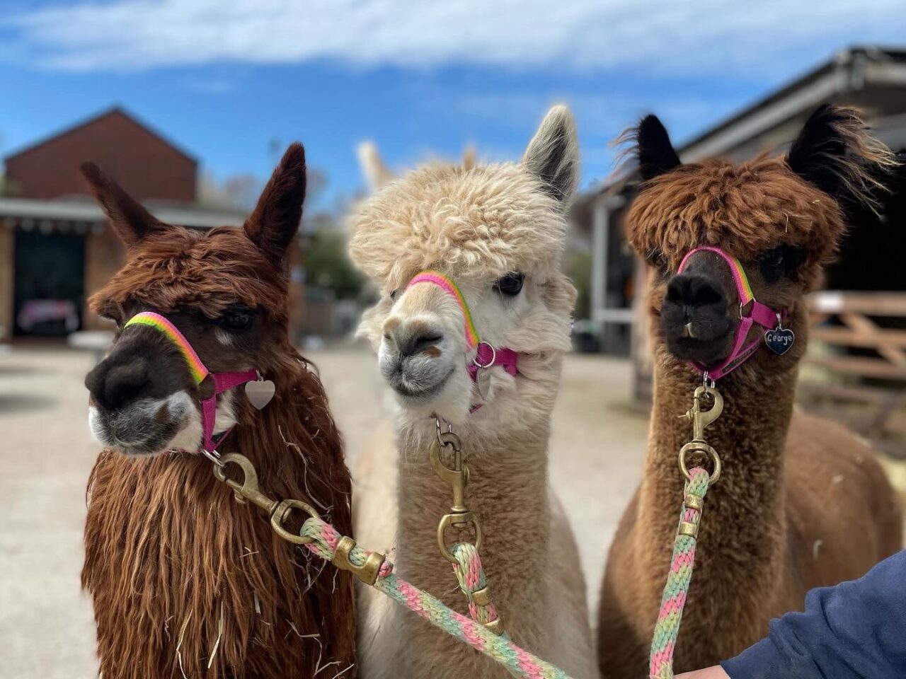 Lowlands Farm Alpacas - Alpaca walking & Experiences